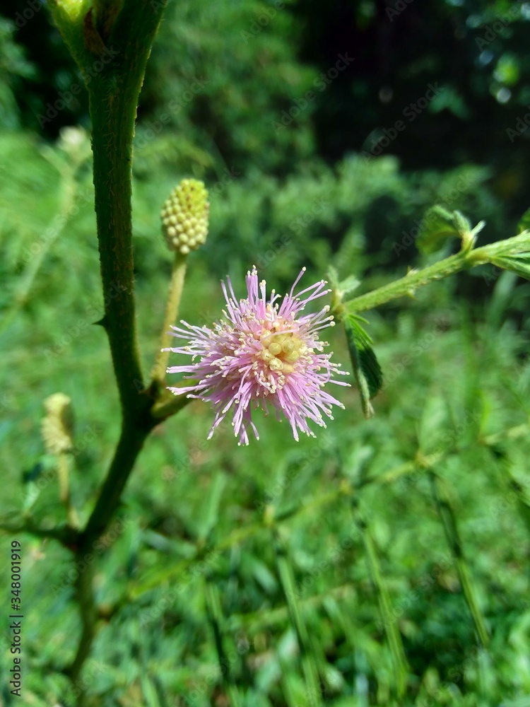Mimosa pigra with natural background. Mimosa pigra, commonly known as ...
