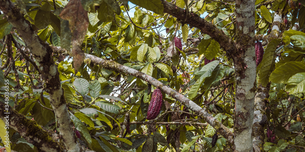 These are photographs of cocoa farming, taken in El Coca. Stock Photo ...