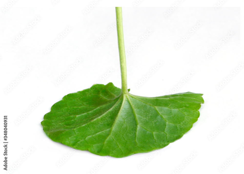 Medicinal thankuni leaves isolated of Indian subcontinent Stock Photo ...
