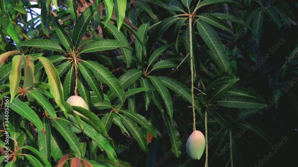 mango tree and fruit with green leaves,mango fruit on a mango tree in a ...