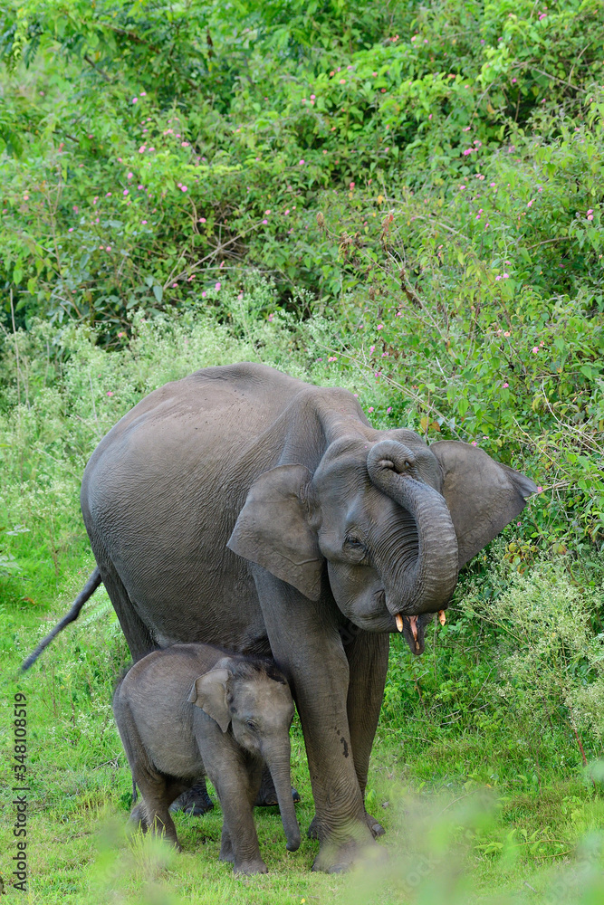 Asian elephant also called Asiatic elephant, is the only living species ...