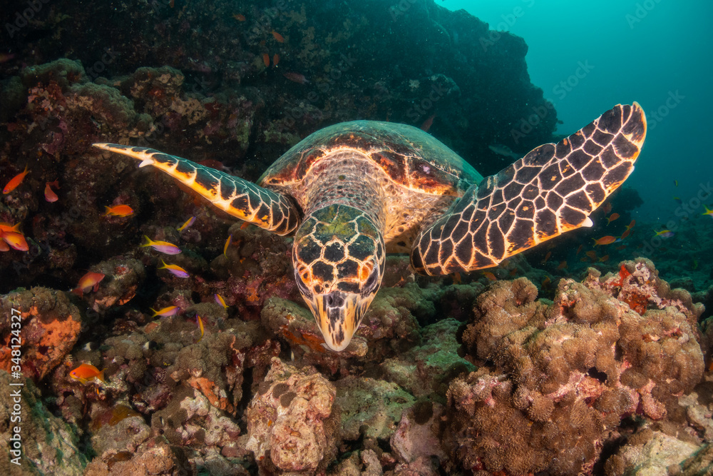 Hawksbill sea turtle swimming among coral reef with tropical fish Stock ...