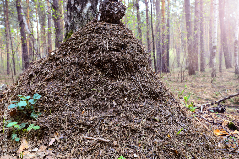 Anthill in the forest made by forest red ants. Stock Photo | Adobe Stock
