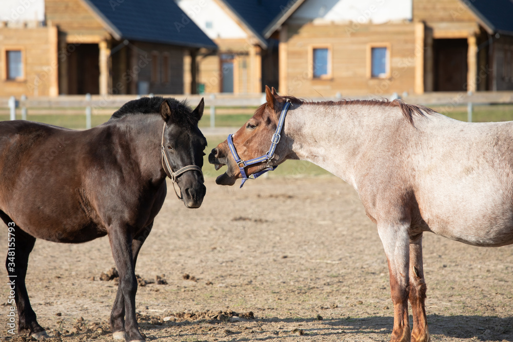 Pony with open mouth close to another horse looks like talking. Funny ...