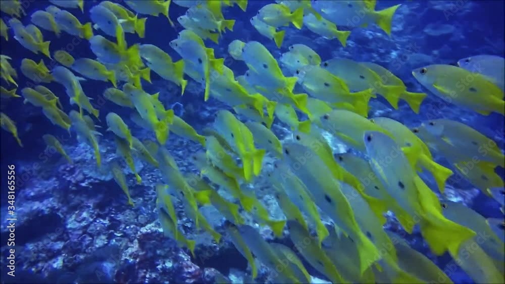 A colorful coral reef underwater background. A flock of tropical yellow ...