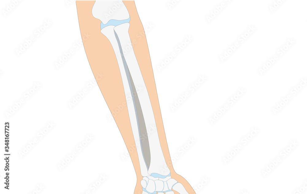 Anatomie - menschliches Skelett - Unterarm Stock Illustration | Adobe Stock