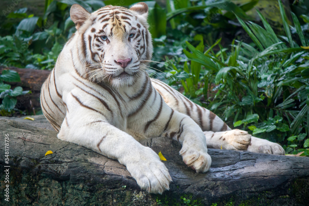 The white tiger is a pigmentation variant of the Bengal tiger. Such a ...