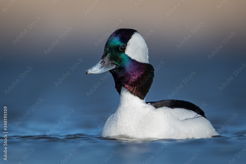 Water level portrait of Bufflehead drake with stretched neck displaying ...