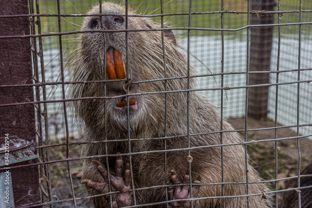 Large greasy nutria (Myocastor coypus) is locked in a cage on a pond ...