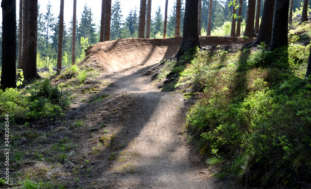 spruce forest in which there is a track for bicycles trail tilted bends ...