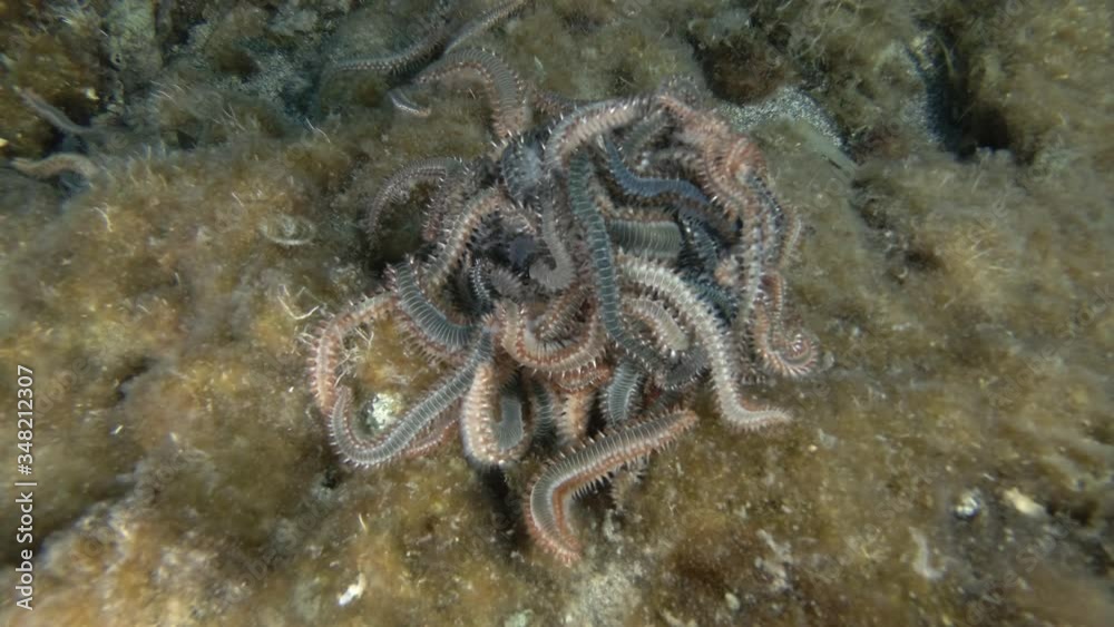 Time-lapse, A lot of fireworms in mating season. Bearded Fireworm ...