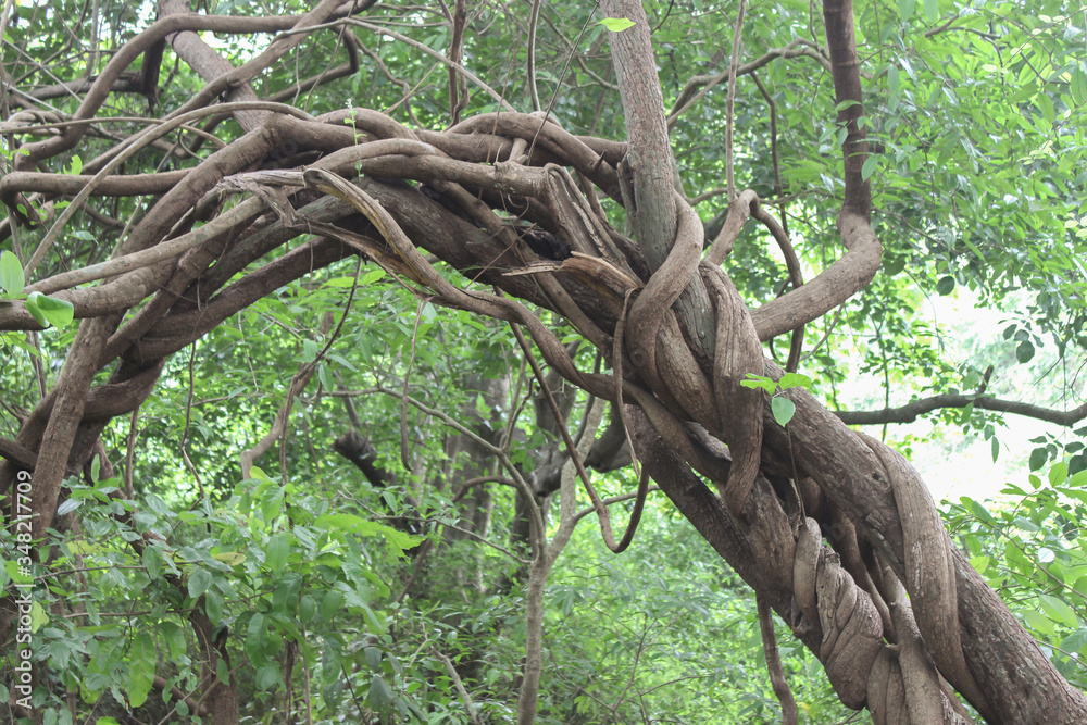 Trees with bendy and twisted branches coiled into each other Stock ...