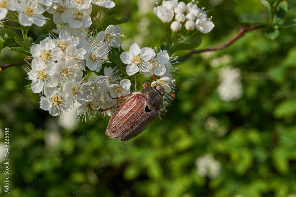 May-bug or Сockchafer (lat. Melolontha) - a genus of insects of the ...