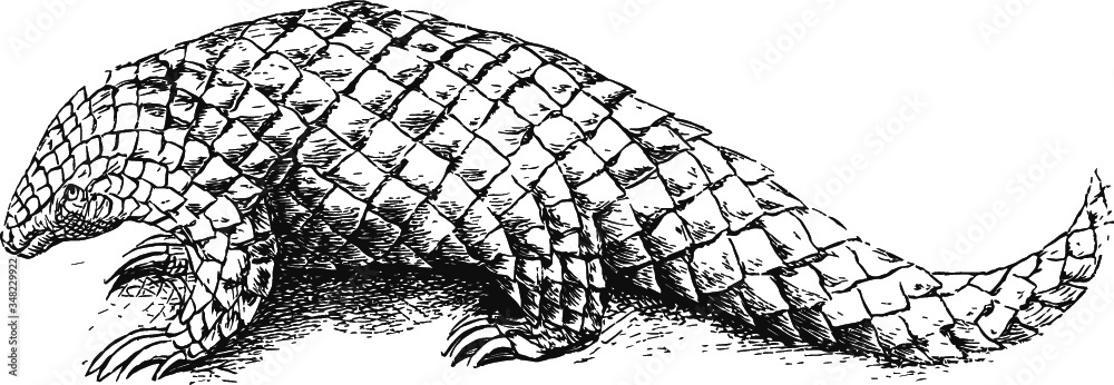 Wild Pangolin, Vector Drawing of a 19th century engraving Stock Vector ...