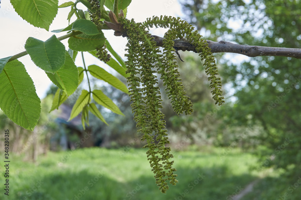 Walnut gray (lat. Juglans cinerea) - a species of trees of the genus ...