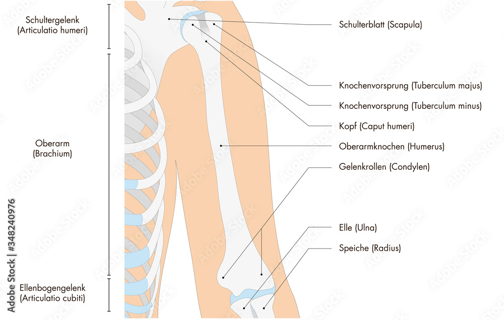Anatomie Des Oberarms Bildlich – Schmerzen Im Oberarm Symptome – KLTG