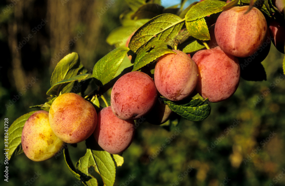 Prunier, prune, prunus domestica, variete Reine Claude violette Stock ...
