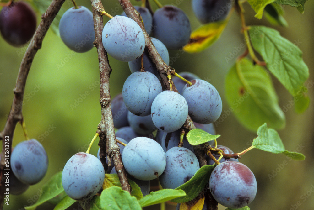Prunier, prune, prunus domestica, variete Quetche d'Alsace, Stock Photo ...