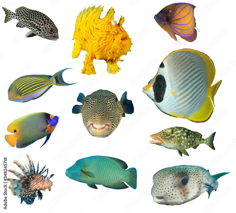 Sea fish isolated. Collection of reef fish cutout on white background ...