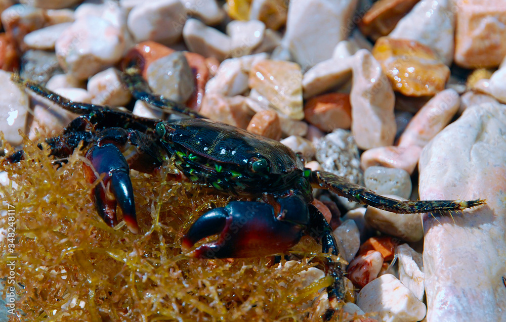 black ocean crab, a rare species Stock Photo | Adobe Stock