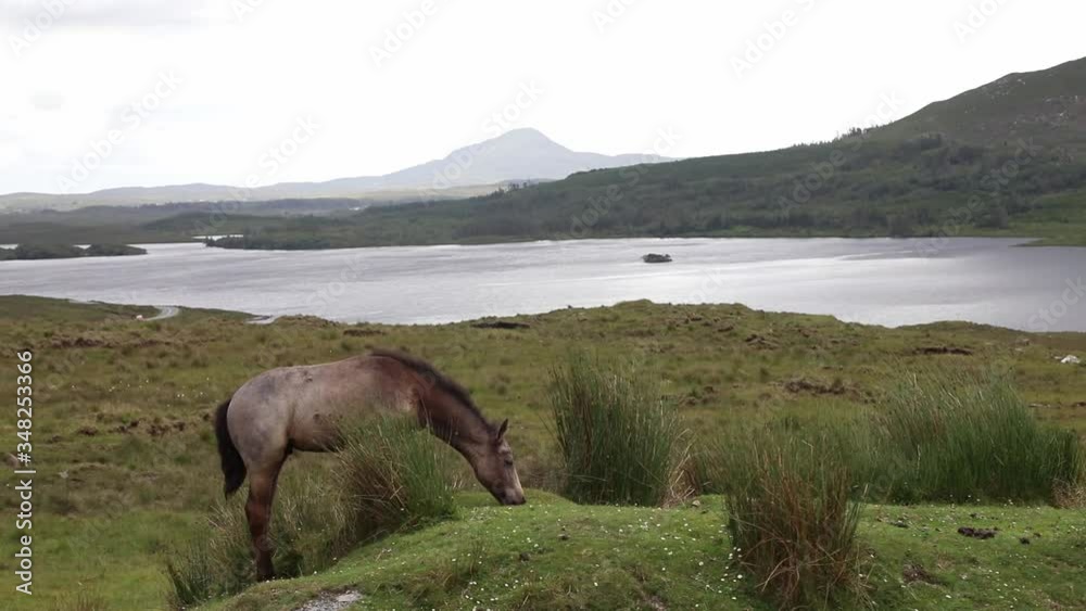 Little brow horse grazing, on the background beautiful Lough Inagh ...