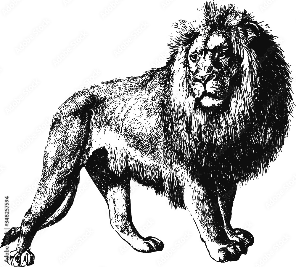 African Proud Lion, Vector Sketch of a 19th century engraving Stock ...