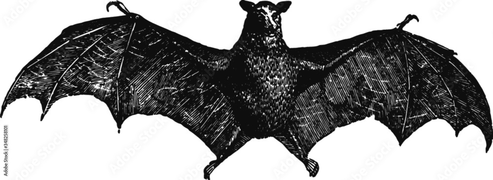 black and white bat, Vector Drawing of a 19th century engraving Stock ...