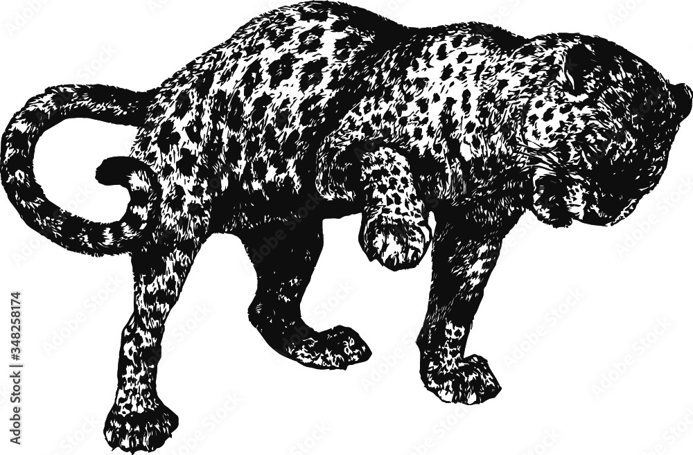 Angry Leopard Drawing