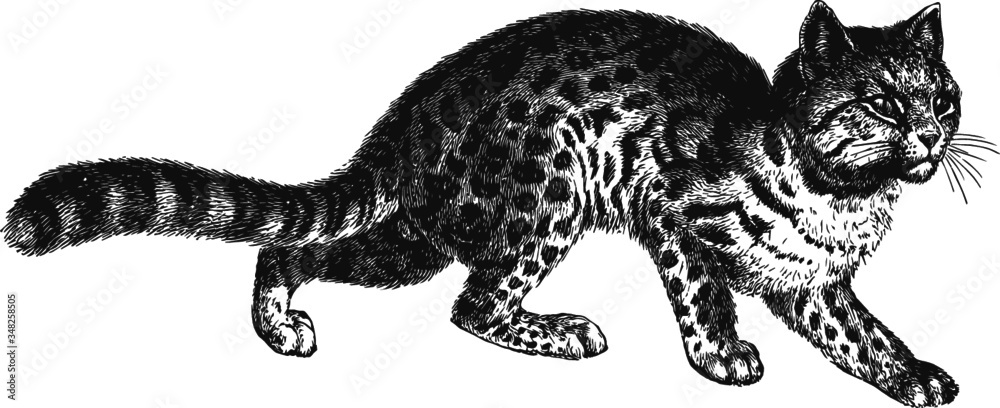 Wild Cats Drawings