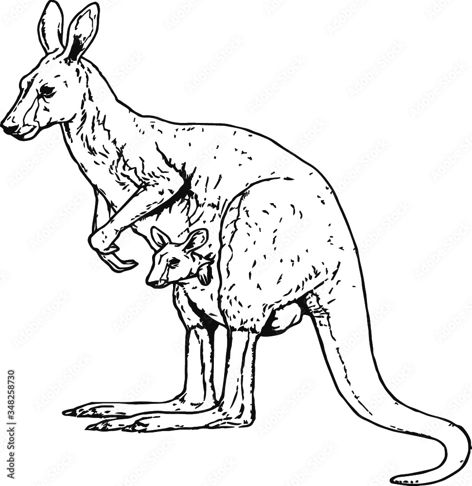 kangaroo with baby, Vector Drawing of a 19th century engraving Stock ...