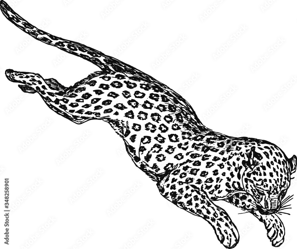 Jumping leopard, Vector Sketch of a 19th century engraving Stock Vector ...