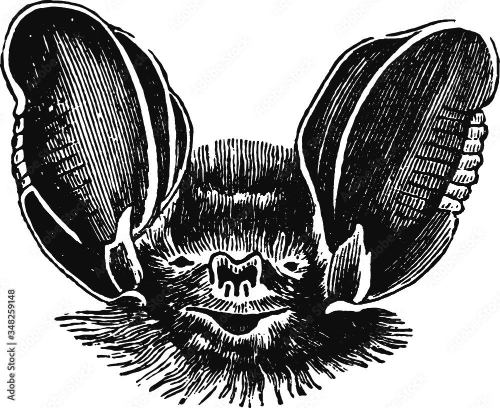 Big Eared Bat, Vector Sketch of a 19th century engraving Stock Vector ...