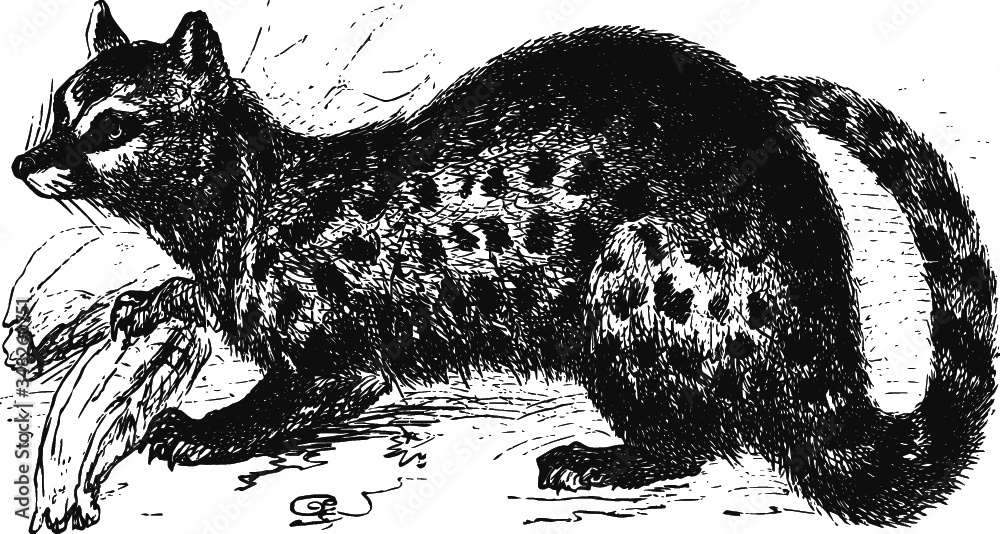 Civet cat, Vector Illustration of a 19th century engraving Stock Vector ...