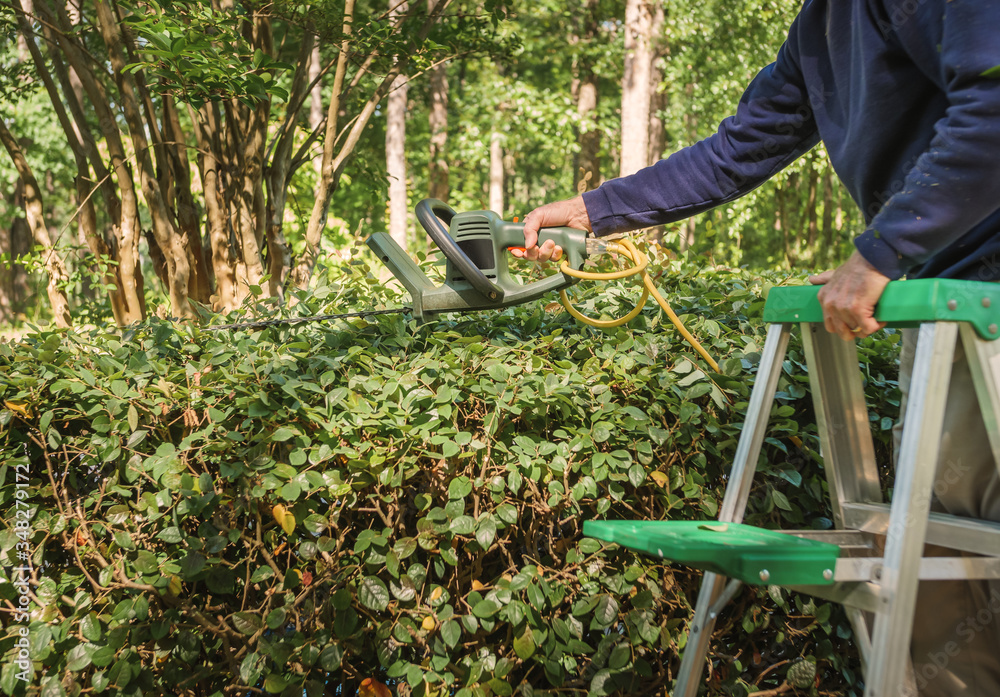 Man on ladder using hedge trimmer to trim hedge. Male landscaper ...