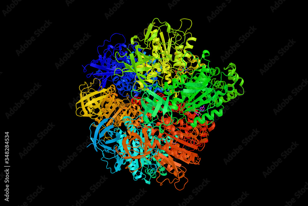 ATPase F1 complex gamma subunit, which forms the central shaft that ...