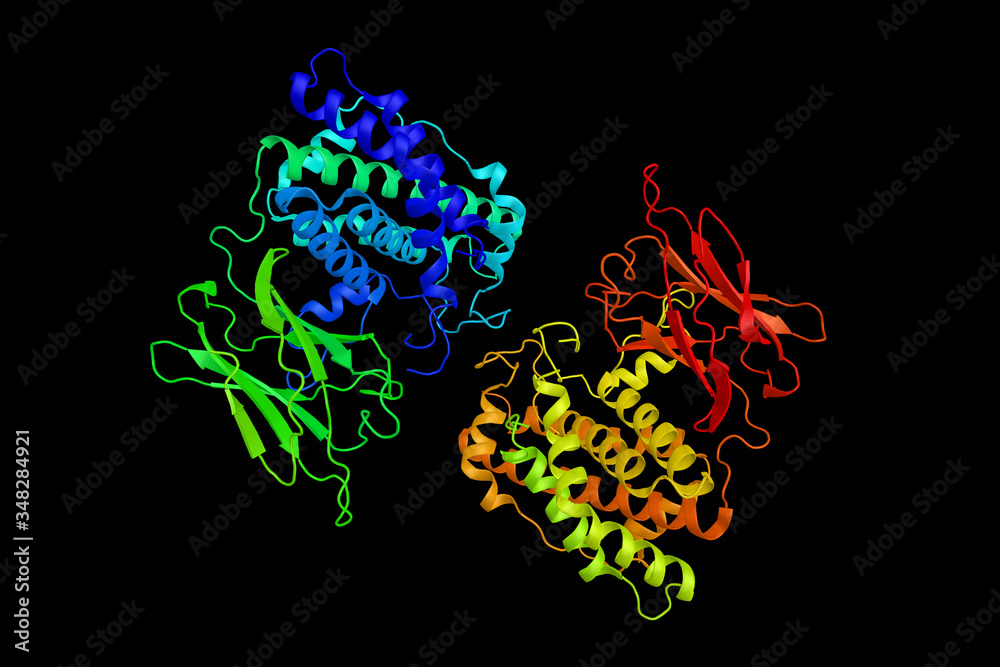 Clostridium perfringens alpha toxin, produced by the bacterium ...