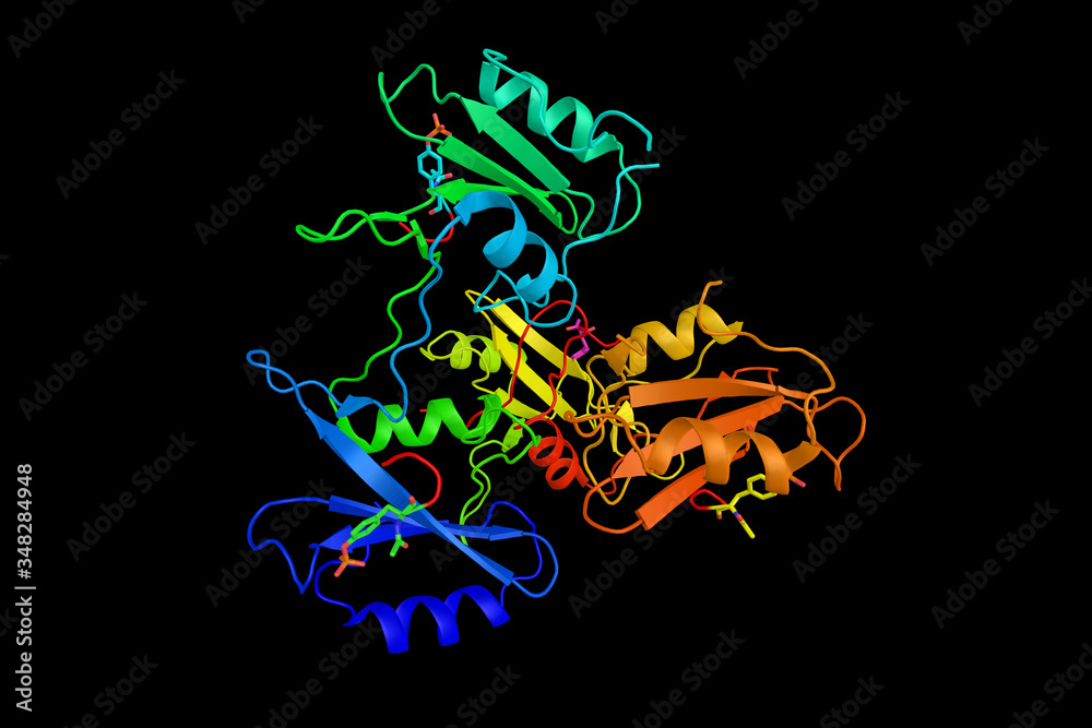 c-Met, a protein essential for embryonic development, organogenesis and ...