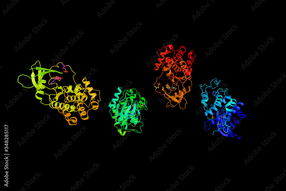 Cell division protein kinase 7, an enzyme which forms a trimeric ...