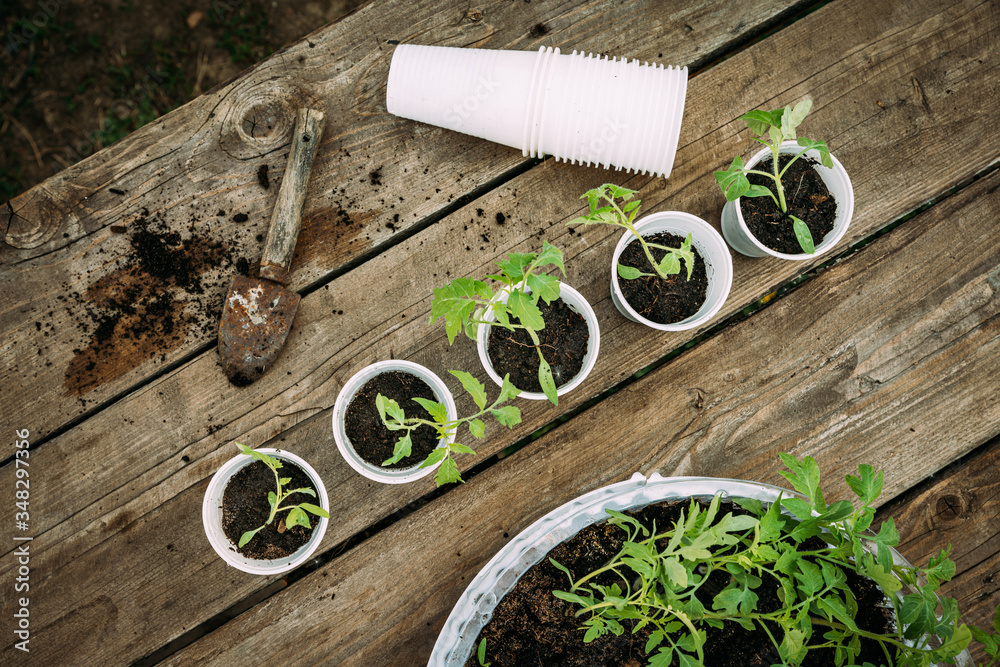 transplant dive sprouts of tomatoes, tools for replanting, soil ...