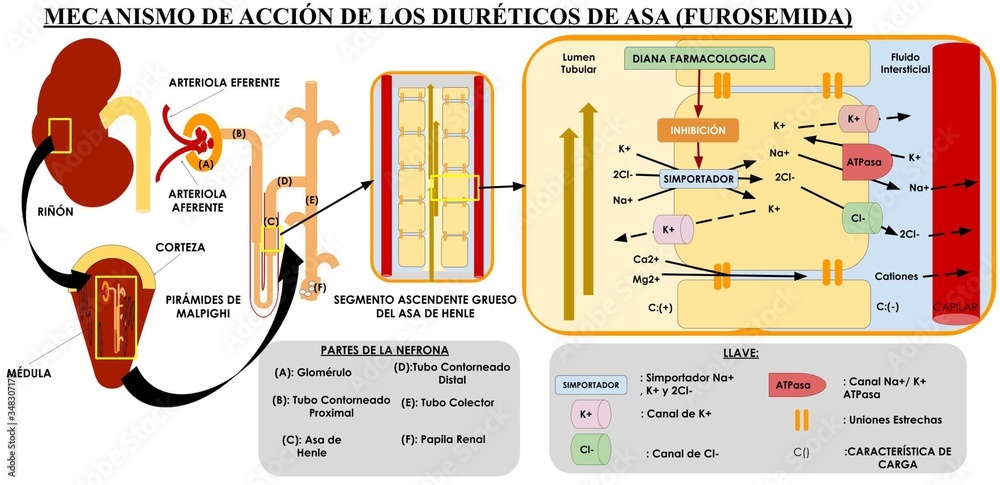 medical infographics elements , mechanism of action of loop diuretics ...