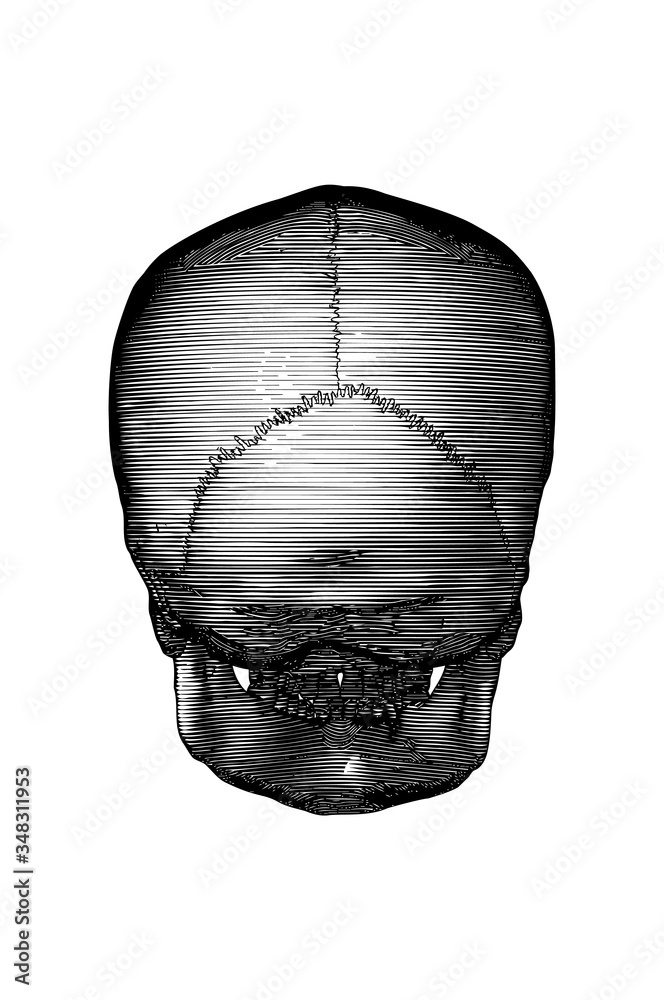 Engraving human skull back view illustration isolated on white BG Stock ...