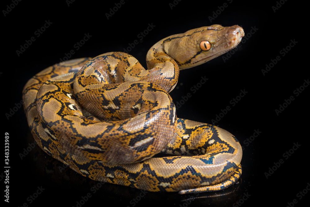 Reticulated Python (Python reticulatus) isolated on black background ...