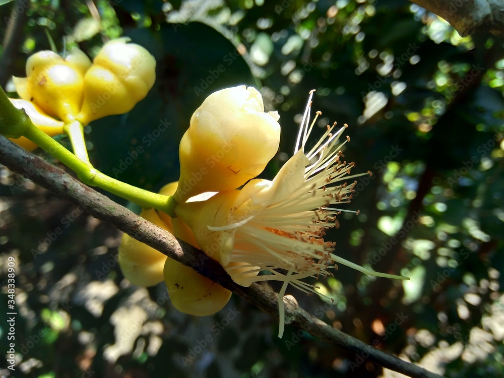 yzygium aqueum (watery rose apple, water apple, bell fruit) flower with ...