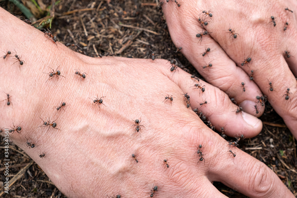 Alternative medicine - man's hand on an anthill with a swarm of ants ...