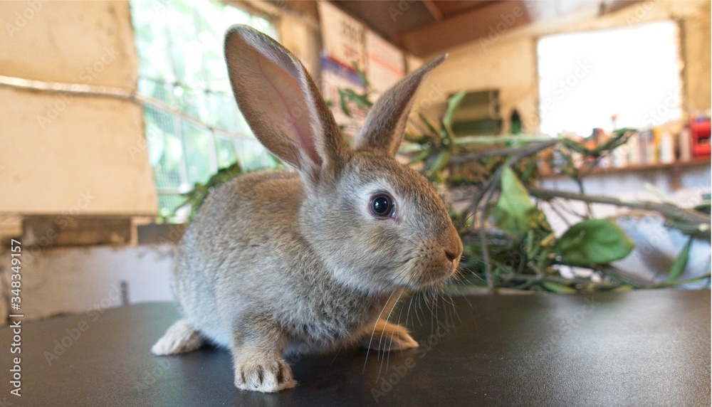 Conejo guapo Stock Photo | Adobe Stock