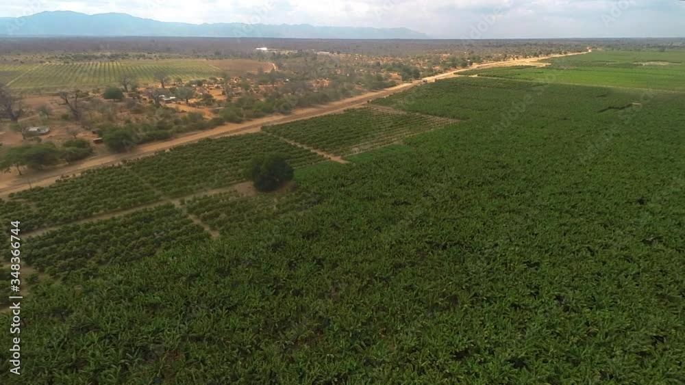 African plantation in Zambia Stock ビデオ | Adobe Stock