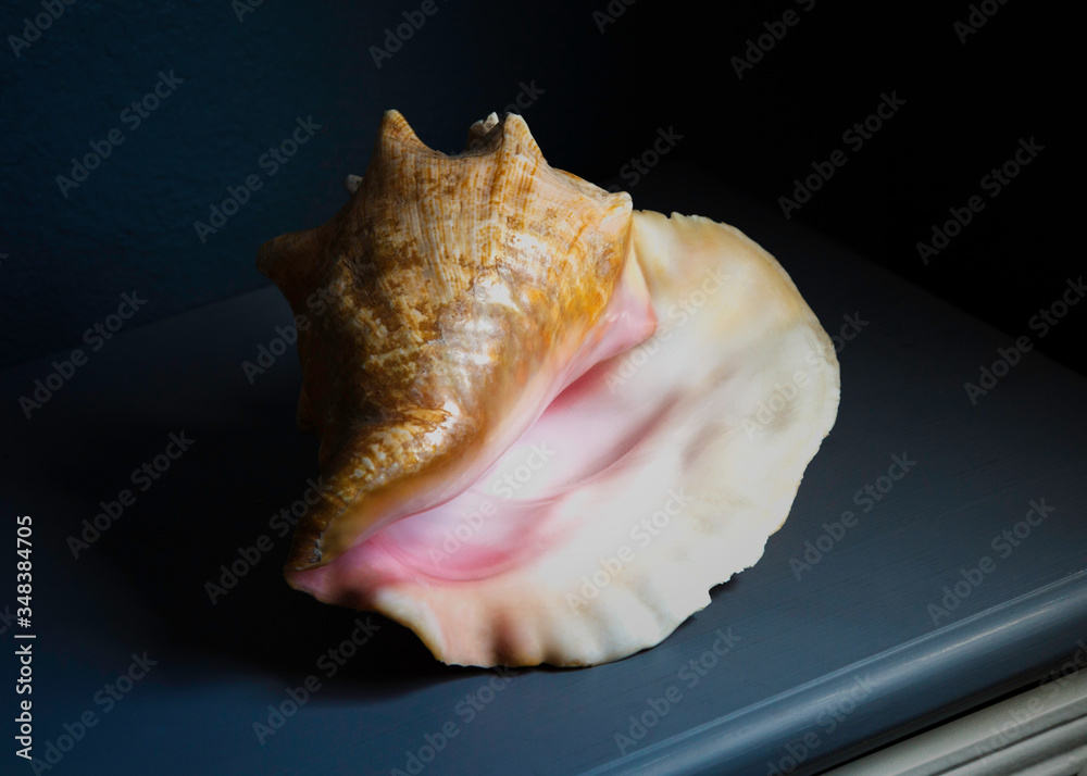 Still Life Photograph of a Conch Shell on a Table Stock Photo | Adobe Stock