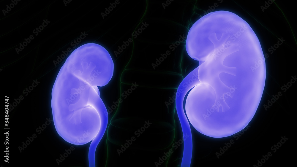 Human Urinary System Kidneys with Bladder Anatomy Stock Illustration ...