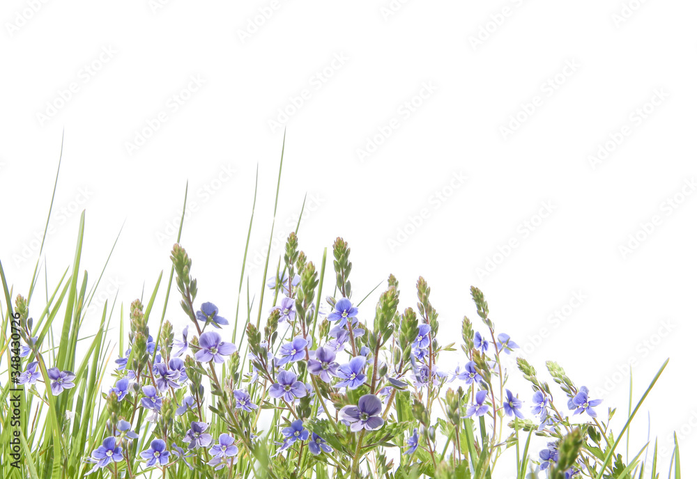 Border with herbs and wild flowers isolated on white background. Wild ...