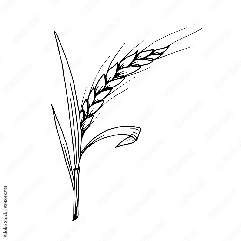 Hand-drawn simple vector illustration in black outline. Spike of wheat ...